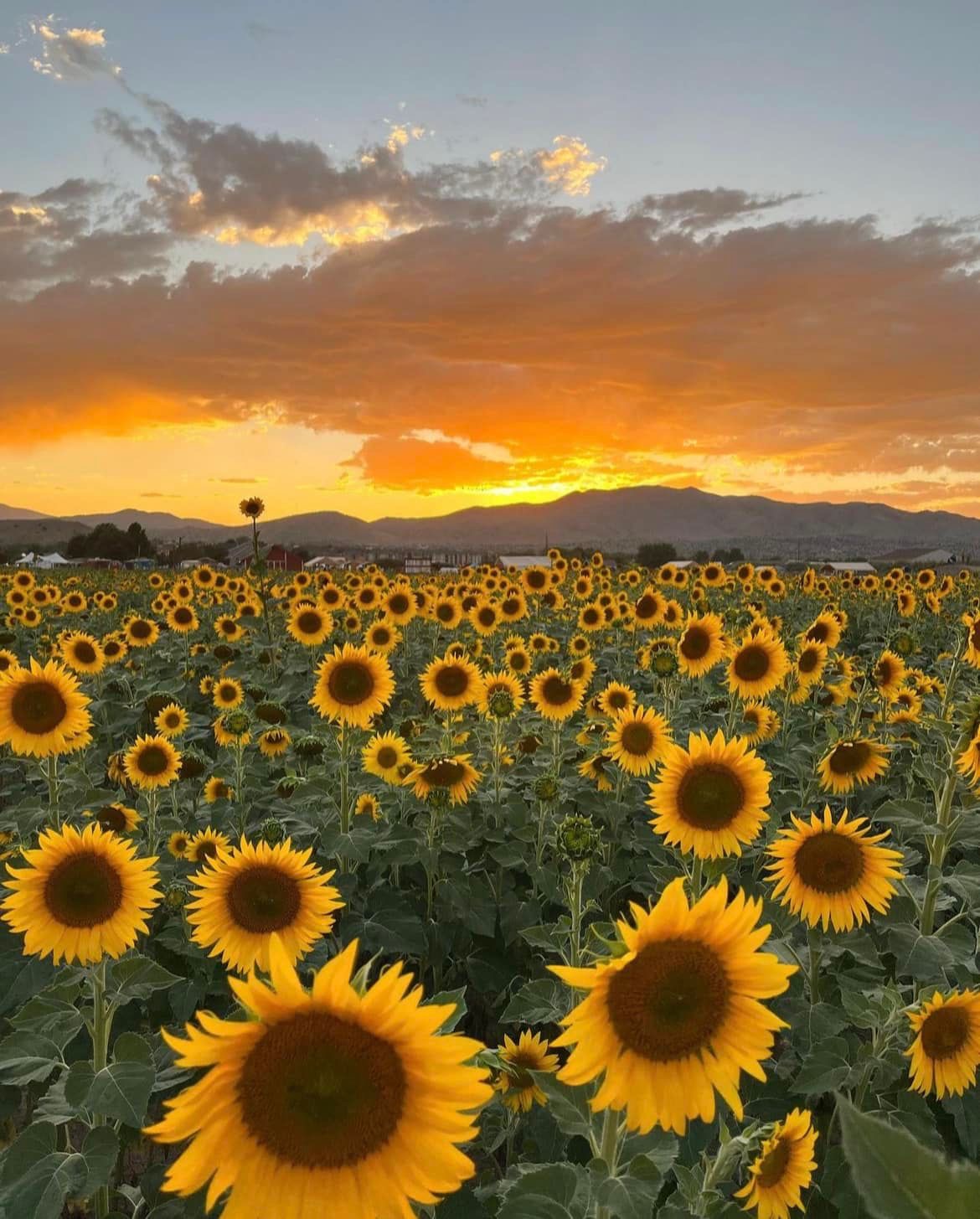 Seasonal work made simple - August